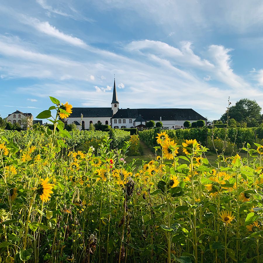 Weinwanderung und Wein Verkostung Mittelmosel Longuich